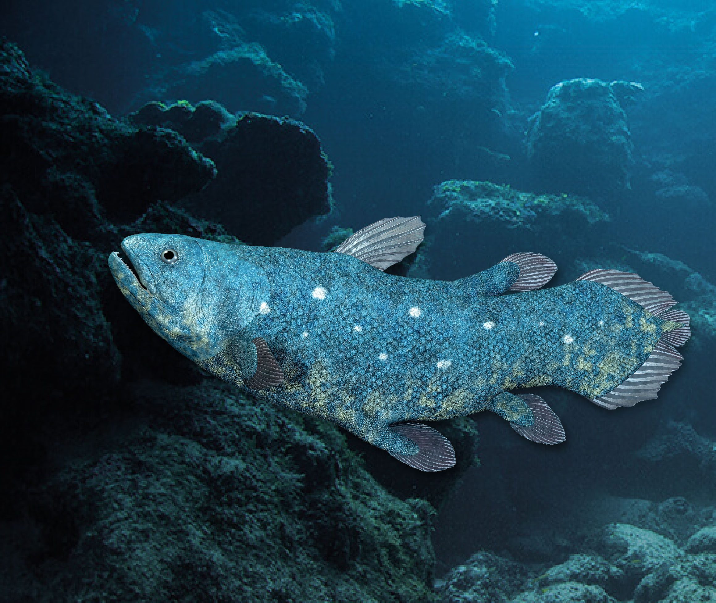 Coelacanth: The Fascinating Fish with Limbs